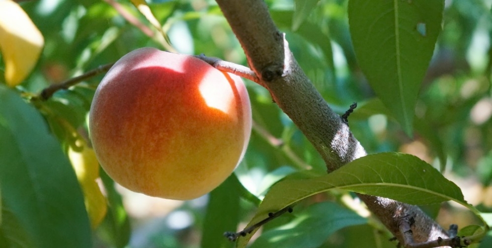 Your Neighborhood | Vivint